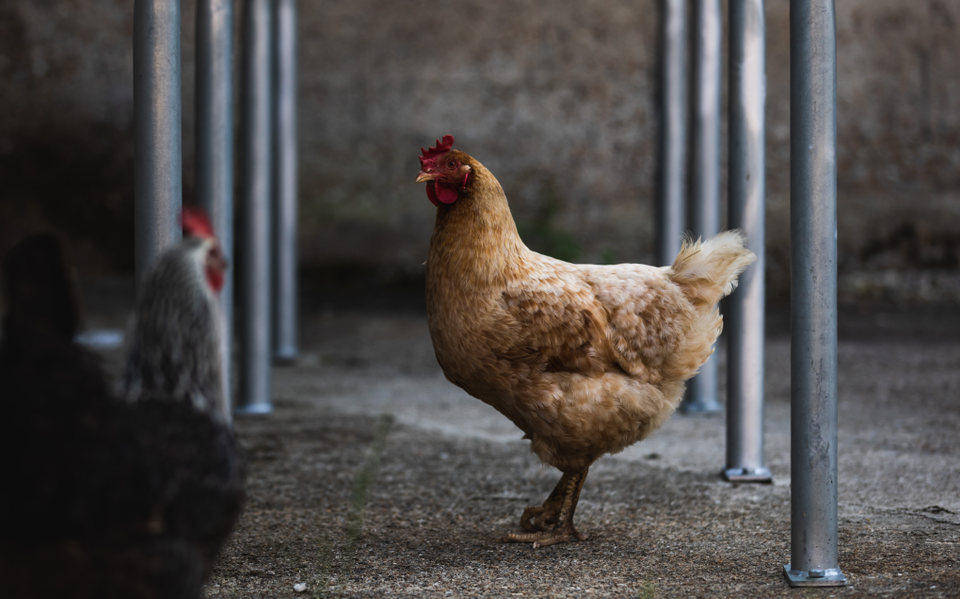 Tillingham | Sussex Winelands