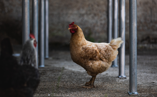 Tillingham | Sussex Winelands